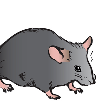 How to spot and manage malocclusion in research mice