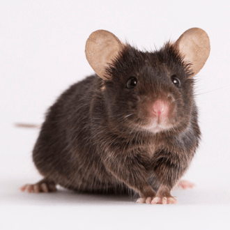 What is a normal phenotype for aging mice?