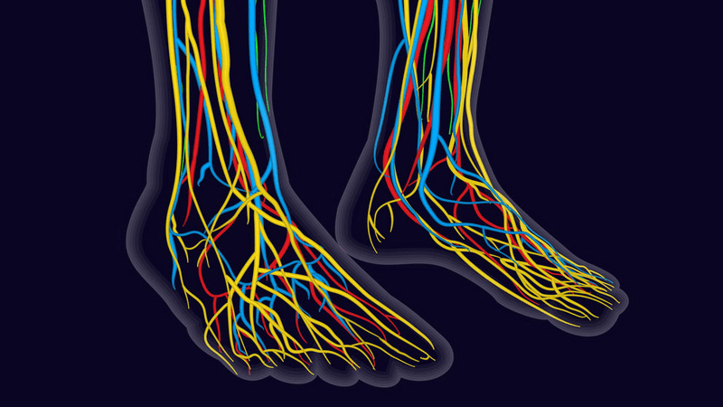 Transport problems in Charcot-Marie-Tooth type 2