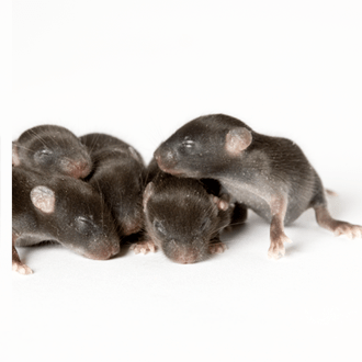 There is no such thing as a C57BL/6 mouse!