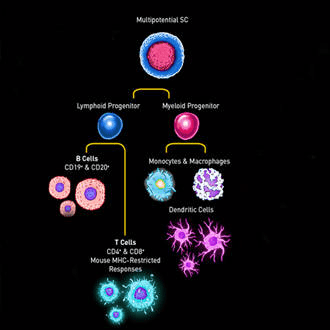 What makes NSG-SGM3 a revolutionary strain?