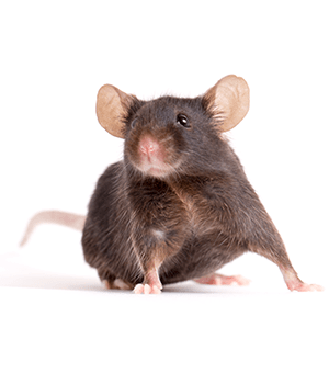 Receiving and Unpacking JAX Mice | The Jackson Laboratory