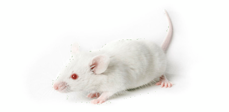 Control strains for NOD/LtJ mice in diabetes research