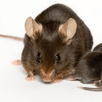 The unexpected advantages of outbred mice in research