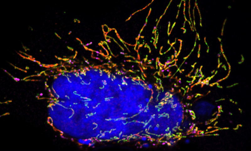 The West Lab at The Jackson Laboratory