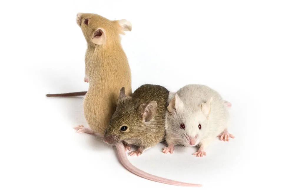 Immunodeficient Mice for Cancer Studies: Which host strain should I use?