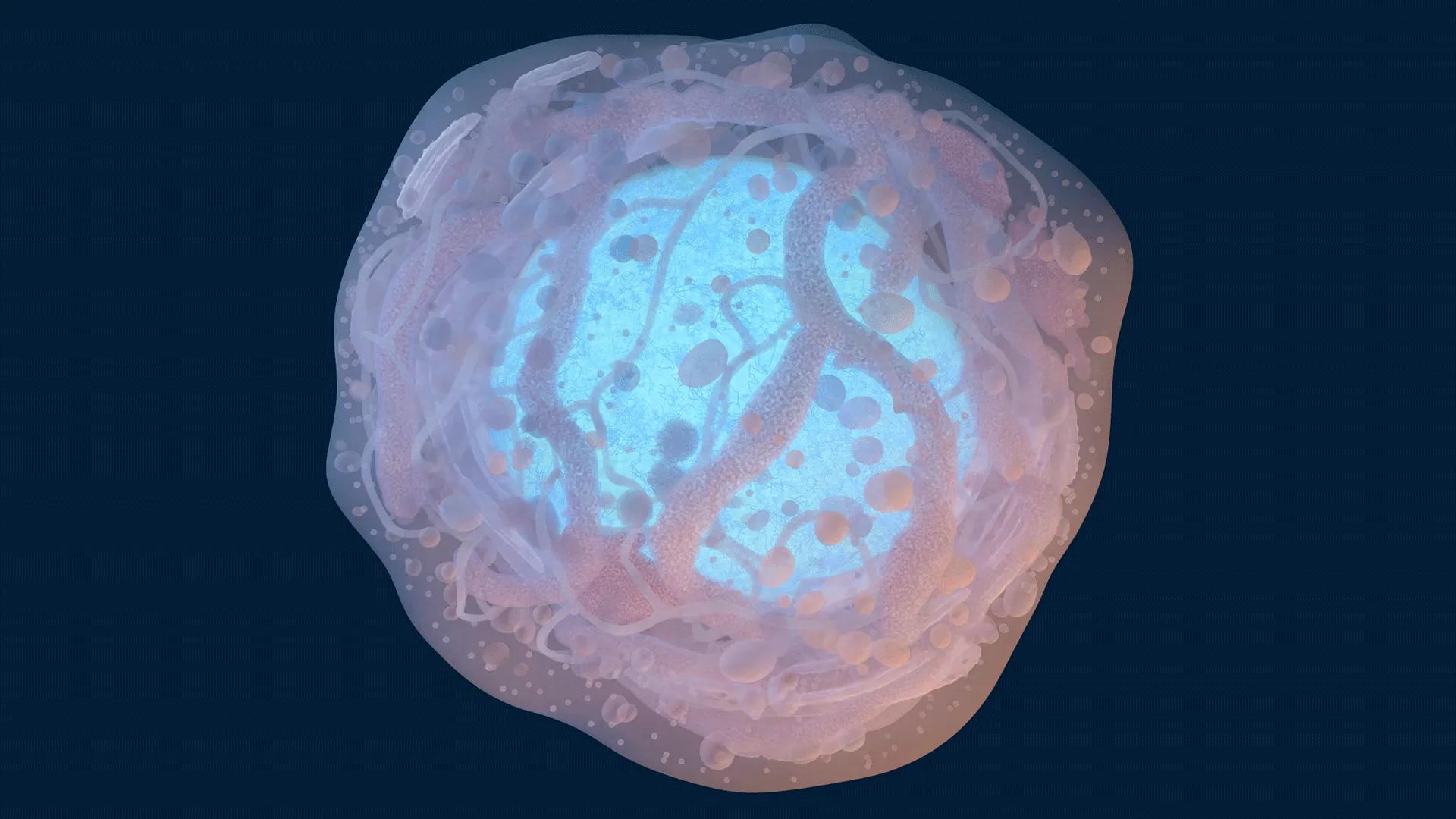 Understanding the structure of a stem cell